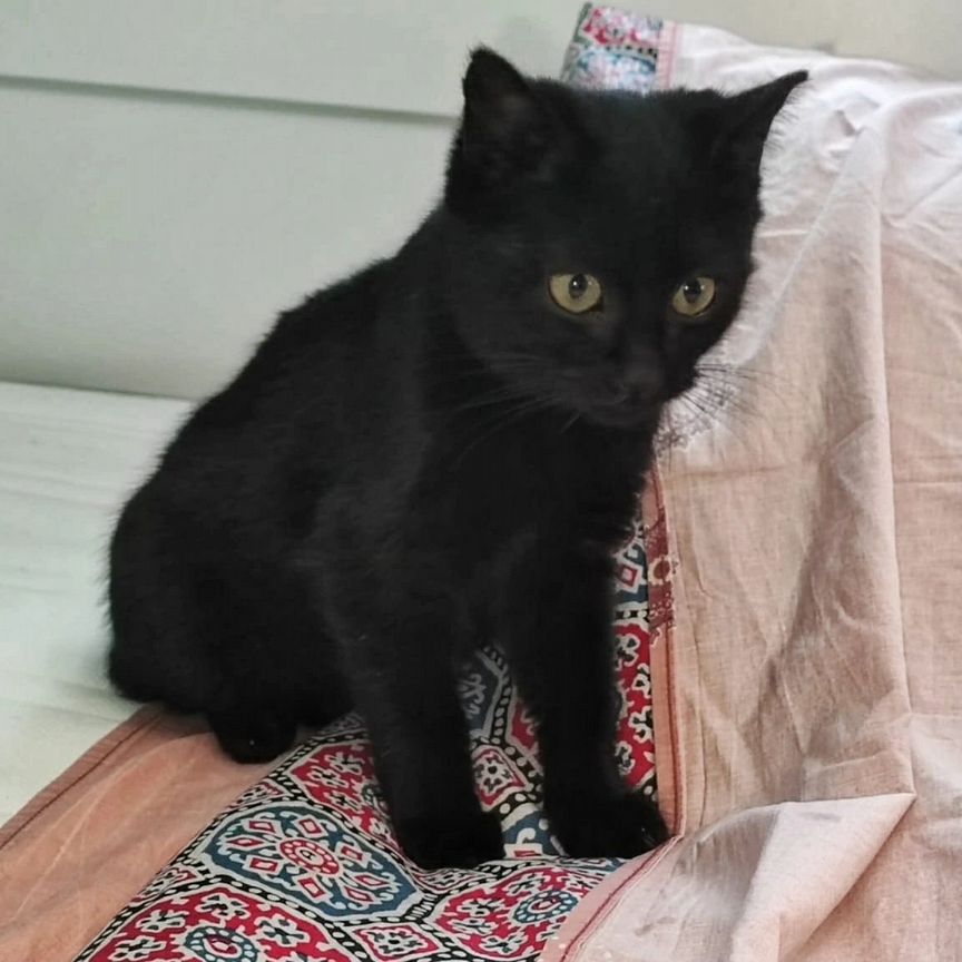 Котёнок Черныш