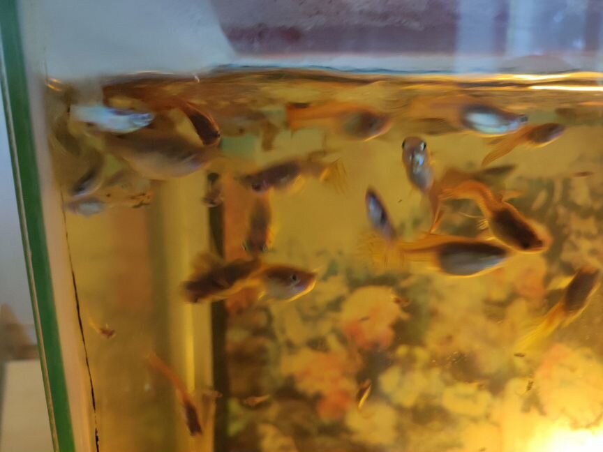 Аквариумные рыбки гуппи