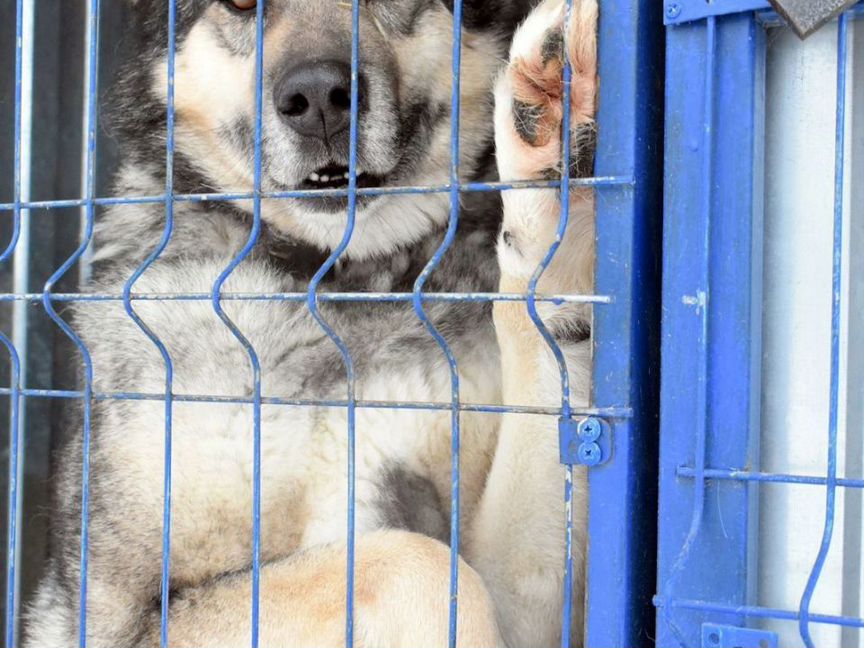 Кобель, метис маламута в добрые руки