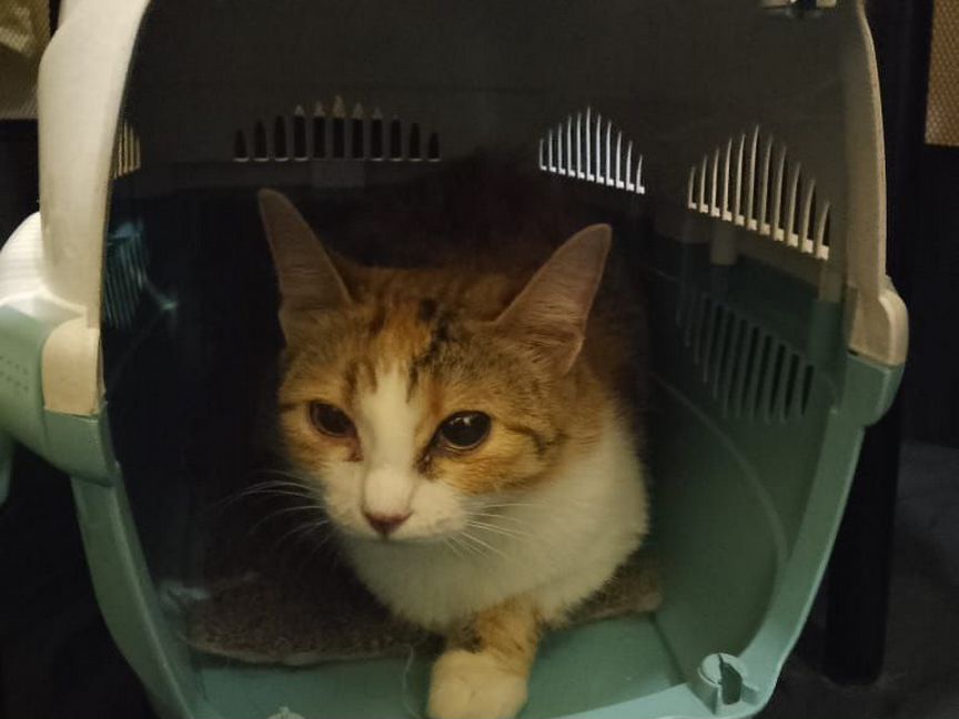 Мишель 1 год стерилизована