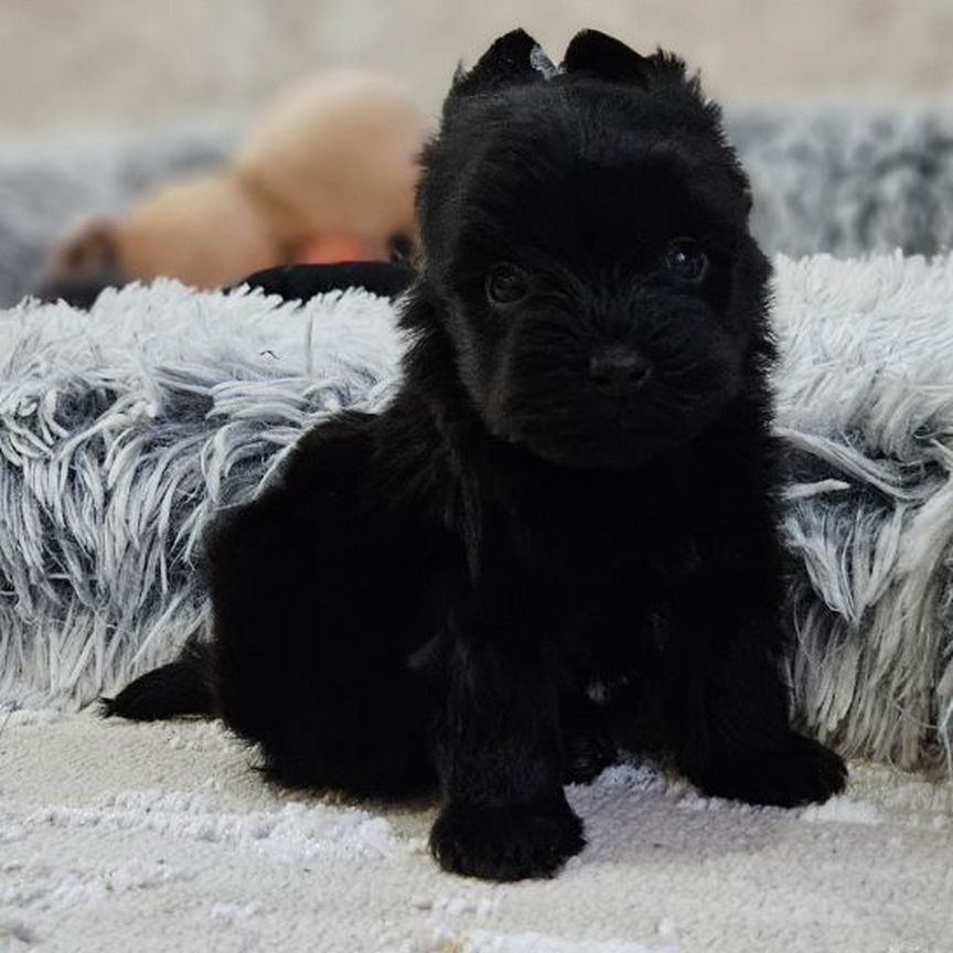 Йоркширский терьер, щенок