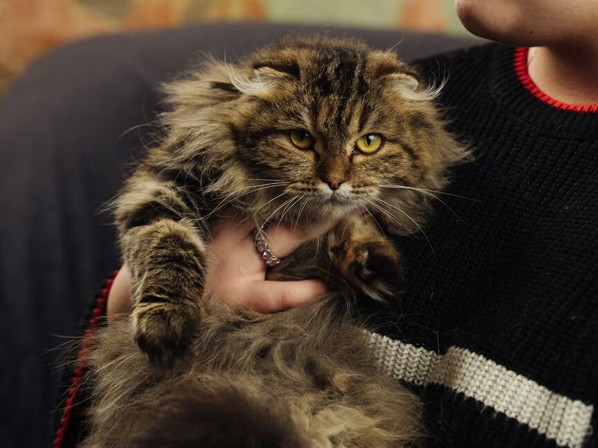 Кошка в дар