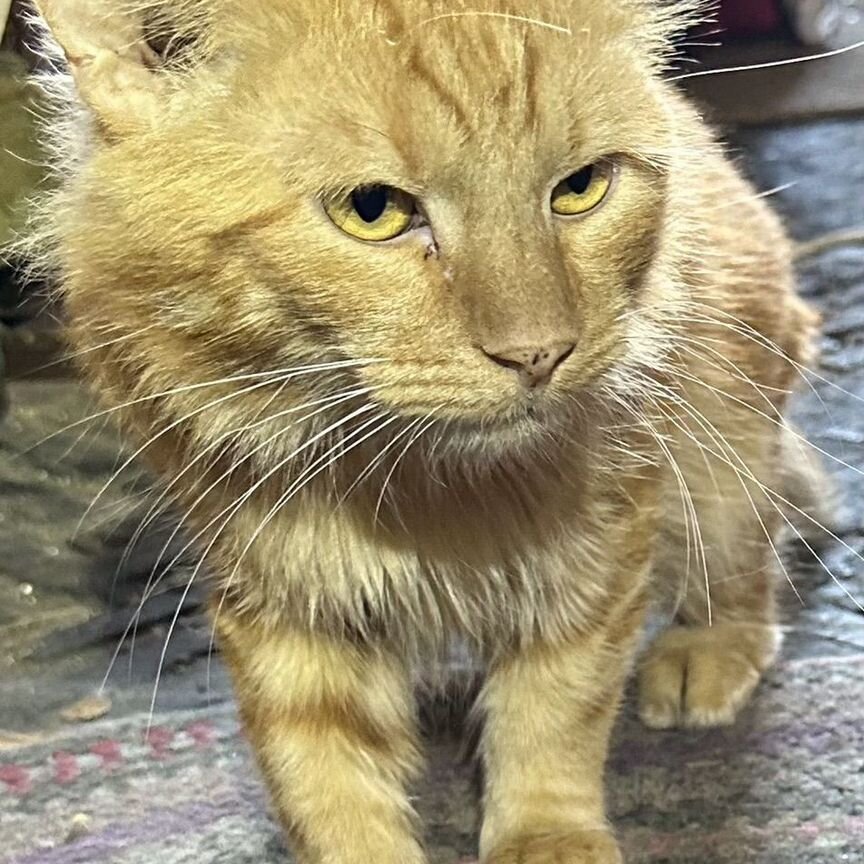 Кот рыжий ищет дом и любящего хозяина