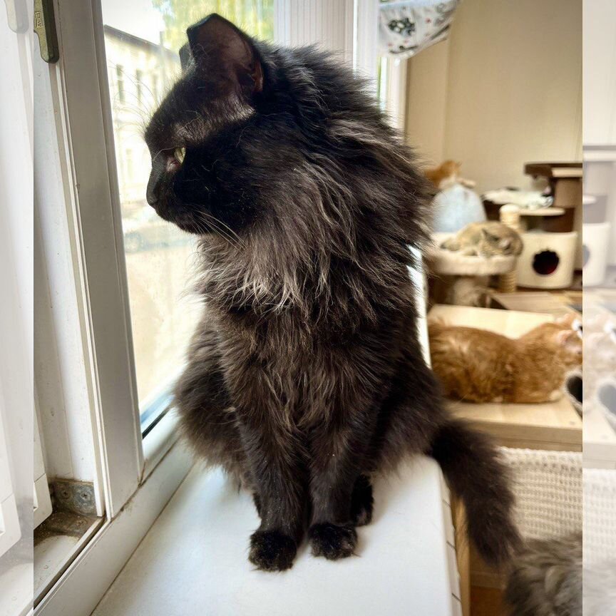 Ручной ласковый кот