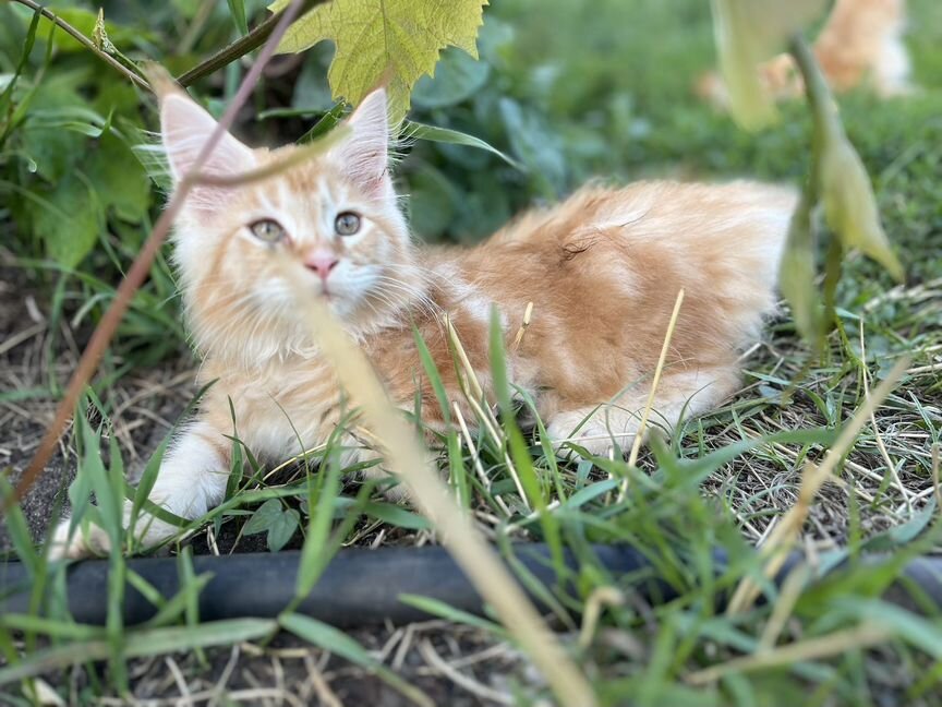 Котята мейн-кун