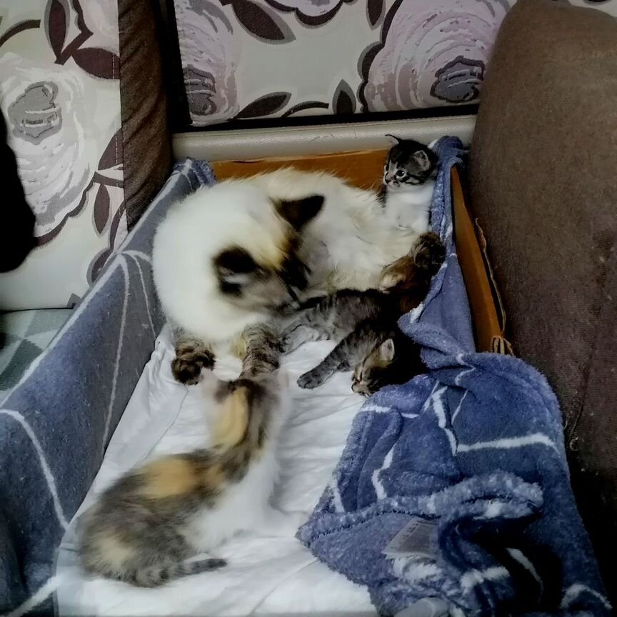 Котята в добрые руки