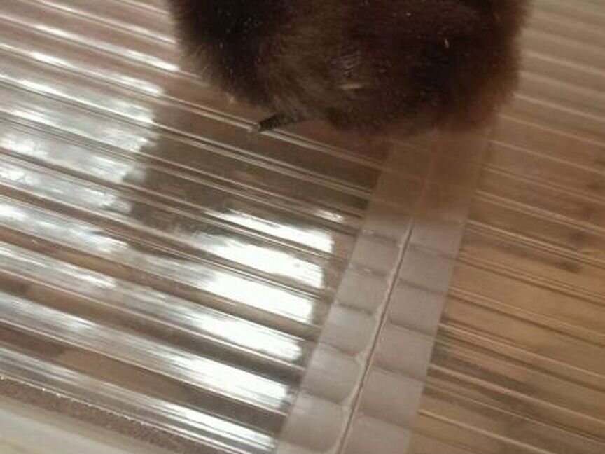 Птенцы Ухейилюй