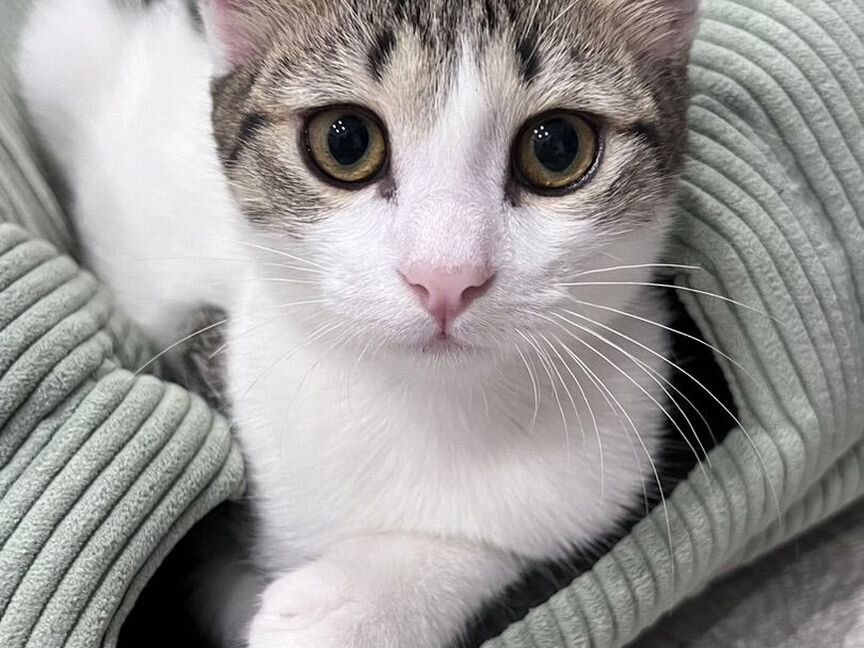 Вислоухие котята в добрые руки