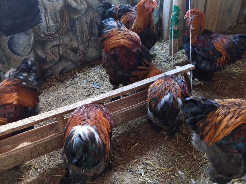 Куры брама куропатчатая