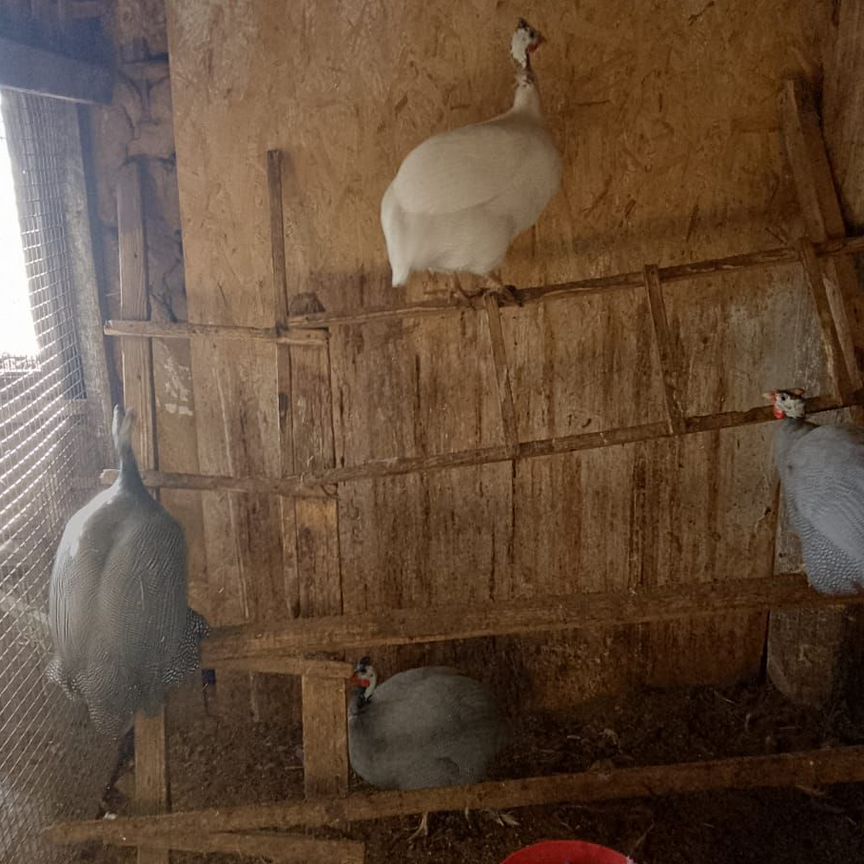 Домашняя птица