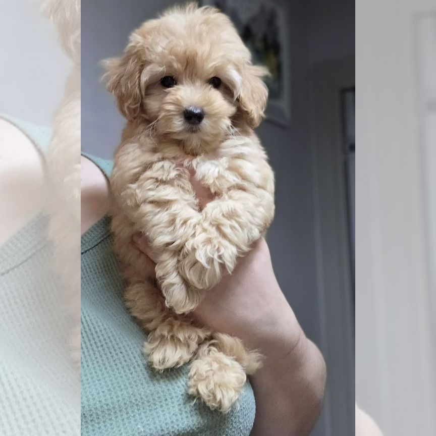 Мальтипу, щенок