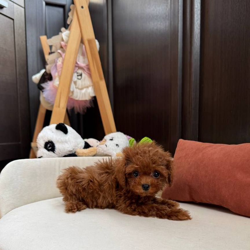 Той-пудель, щенок