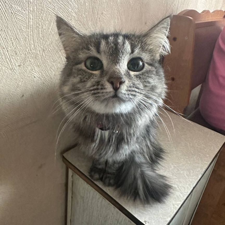 Кошки в добрые руки