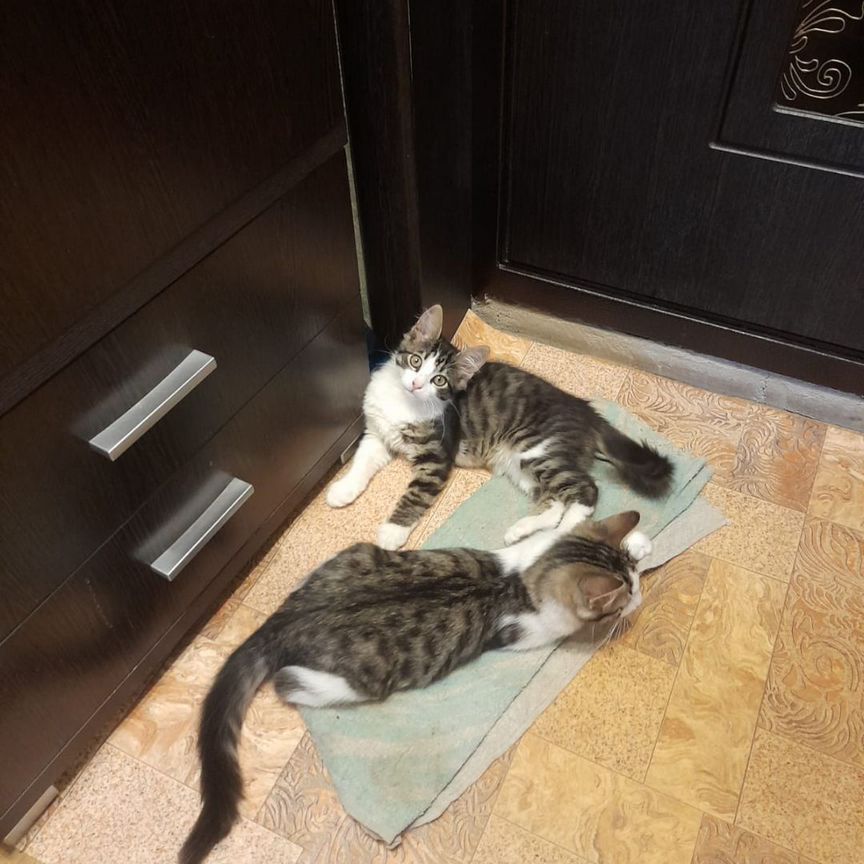 Отдам котят 5-6 месяцев