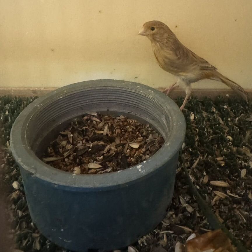 Канарейки самки