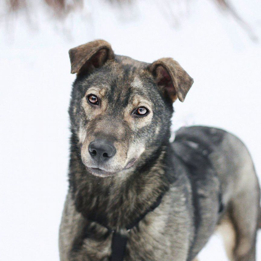 Собака в добрые руки