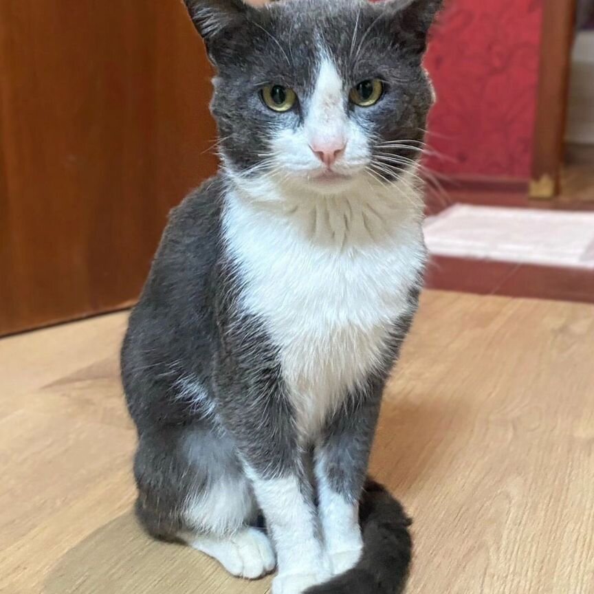 Котик Васечкин ищет маму