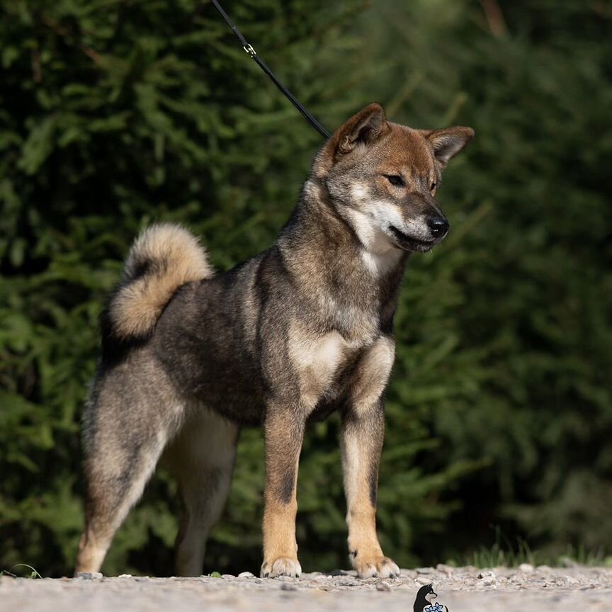 Щенок сиба, девочка окраса сезам