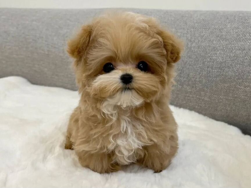 Мальтипу мини