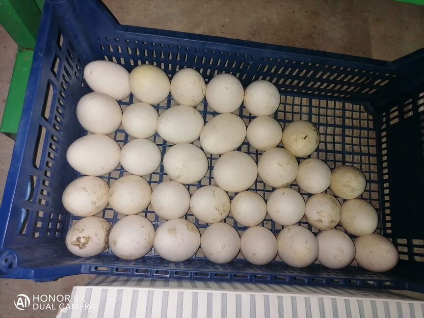 Яйцо гусиное