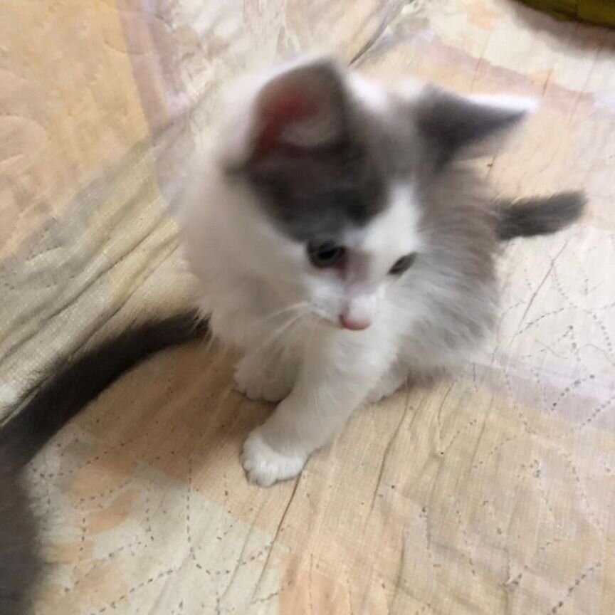 Котики,пушистики,антидипресантики