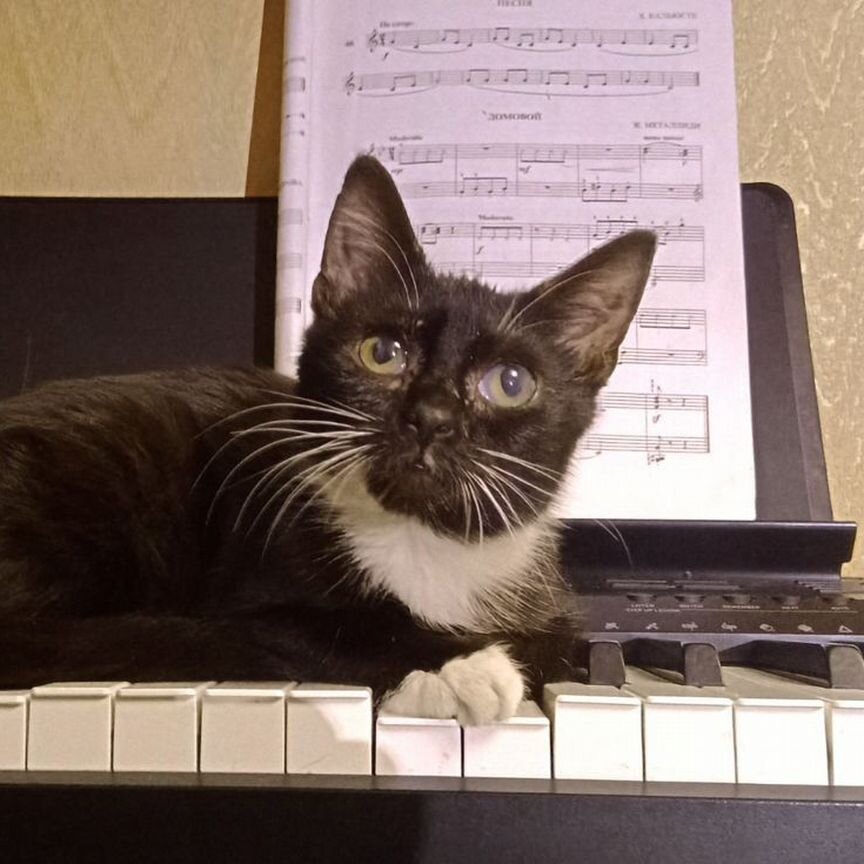 Ищем дом для спасённого котенка