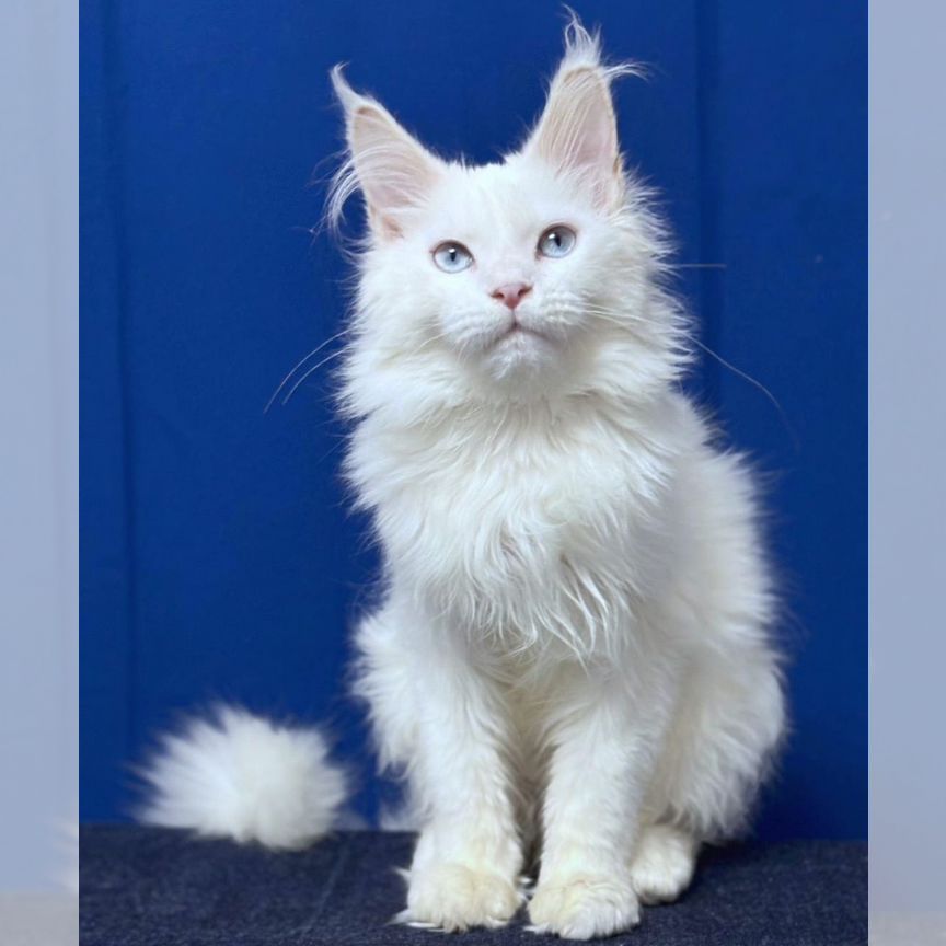 Мейн-кун котёнок