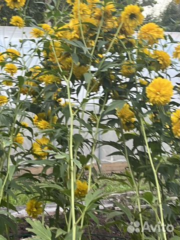 Золотые шары цветы купить в Архангельске | Товары для дома и дачи | Авито