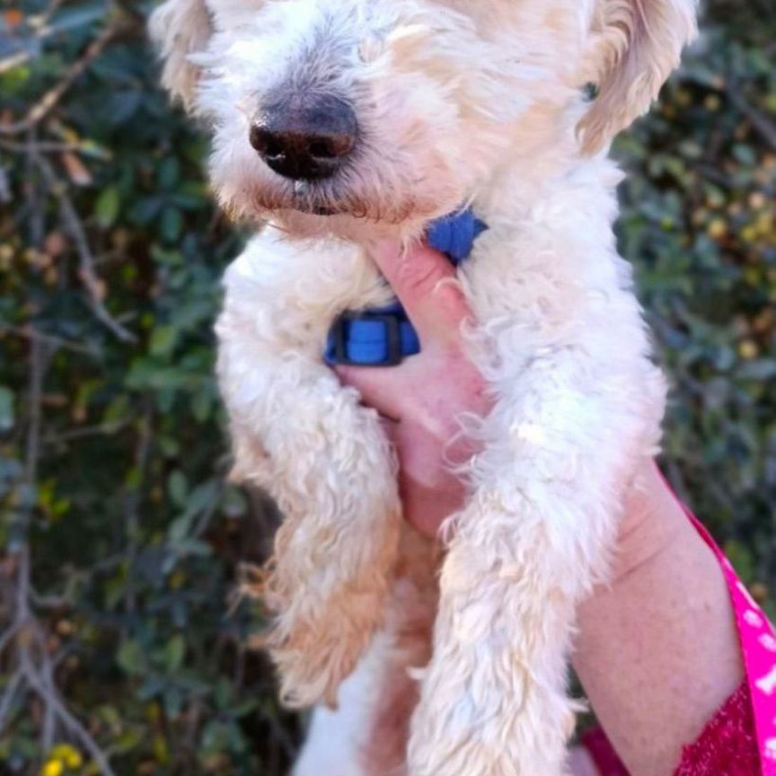 Луи с приюта