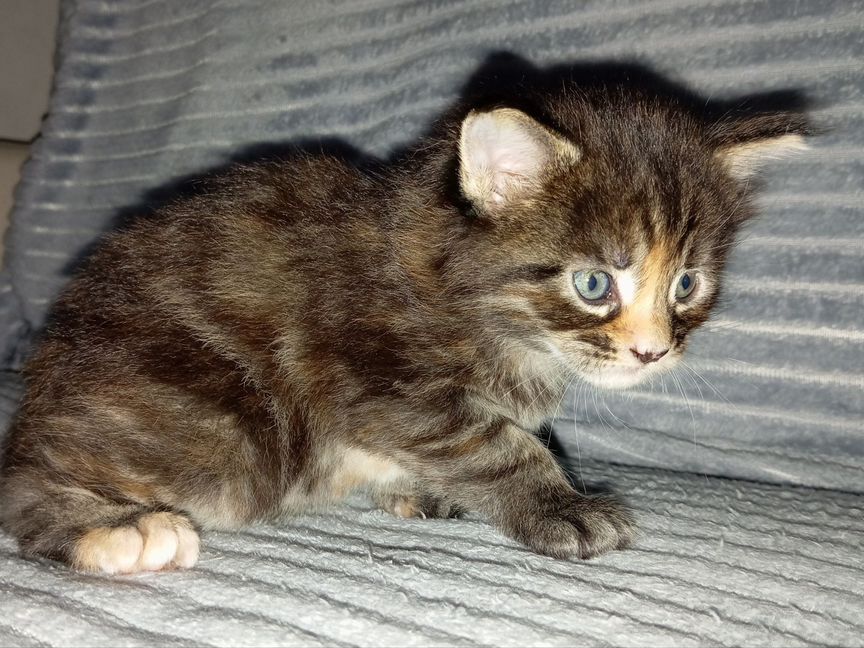Котята мейнкун