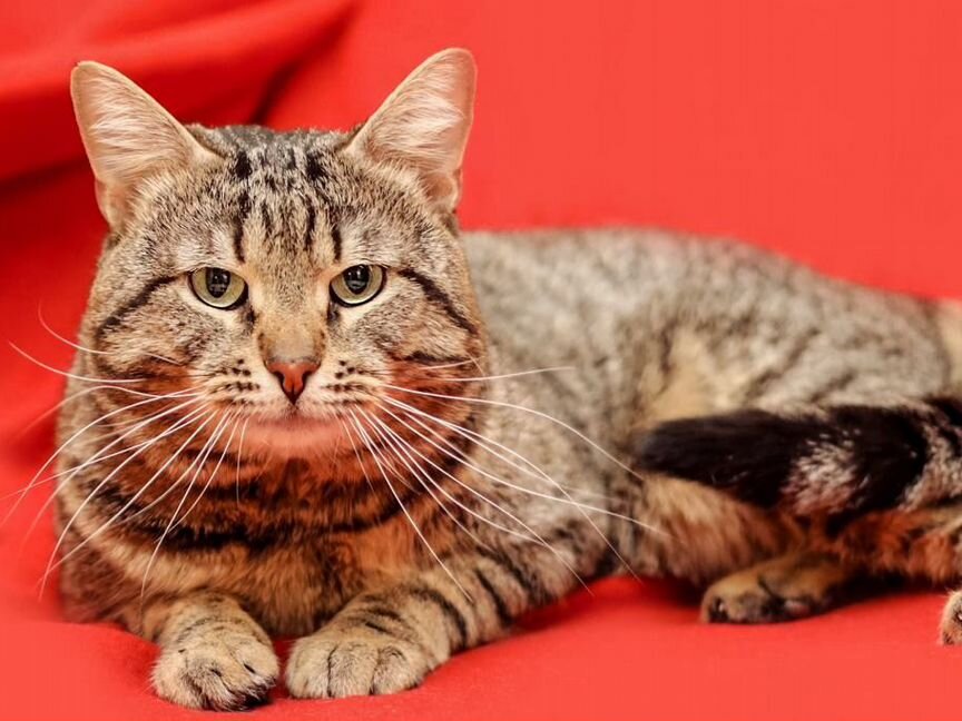 Малыш крупный котик в дар