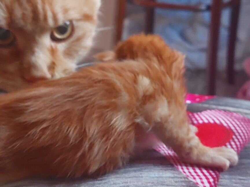 Красные котята мейн кун из питомника