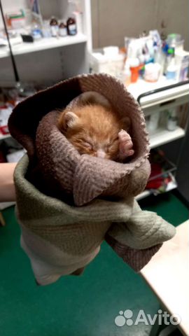 Рыжий котенок в добрые руки