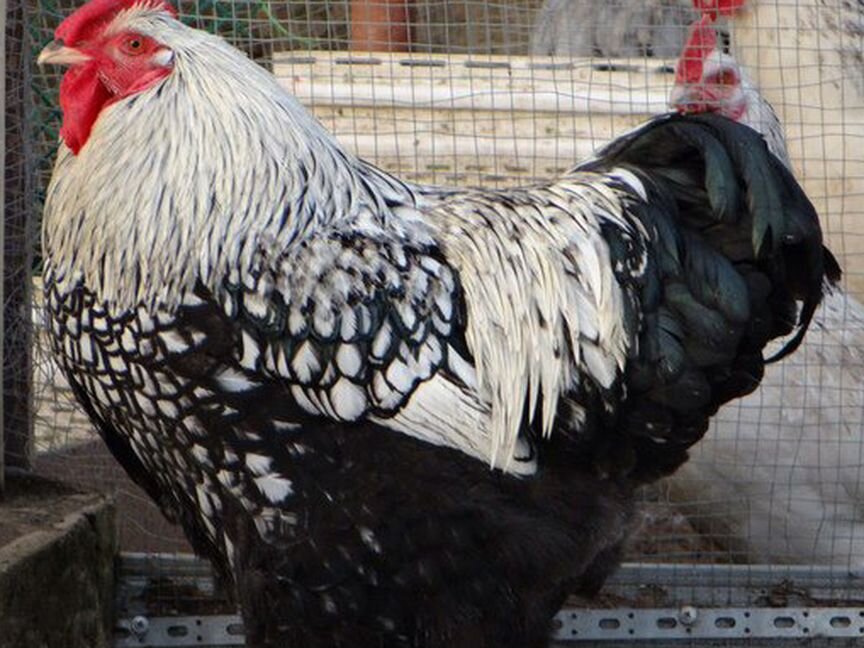 Виандот-серебристый