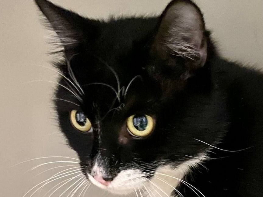 Кота нашли в закрытой машине