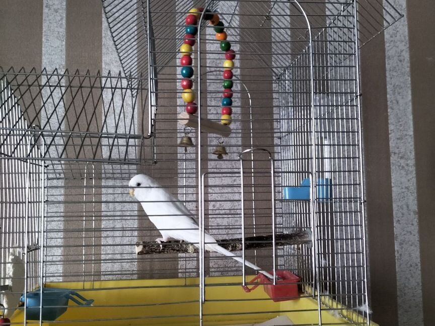 Волнистый попугай (мальчик) с клеткой