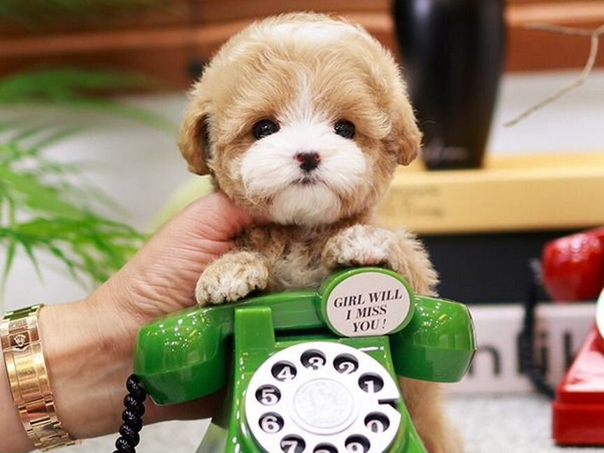 Мальтипу teacup из Корет