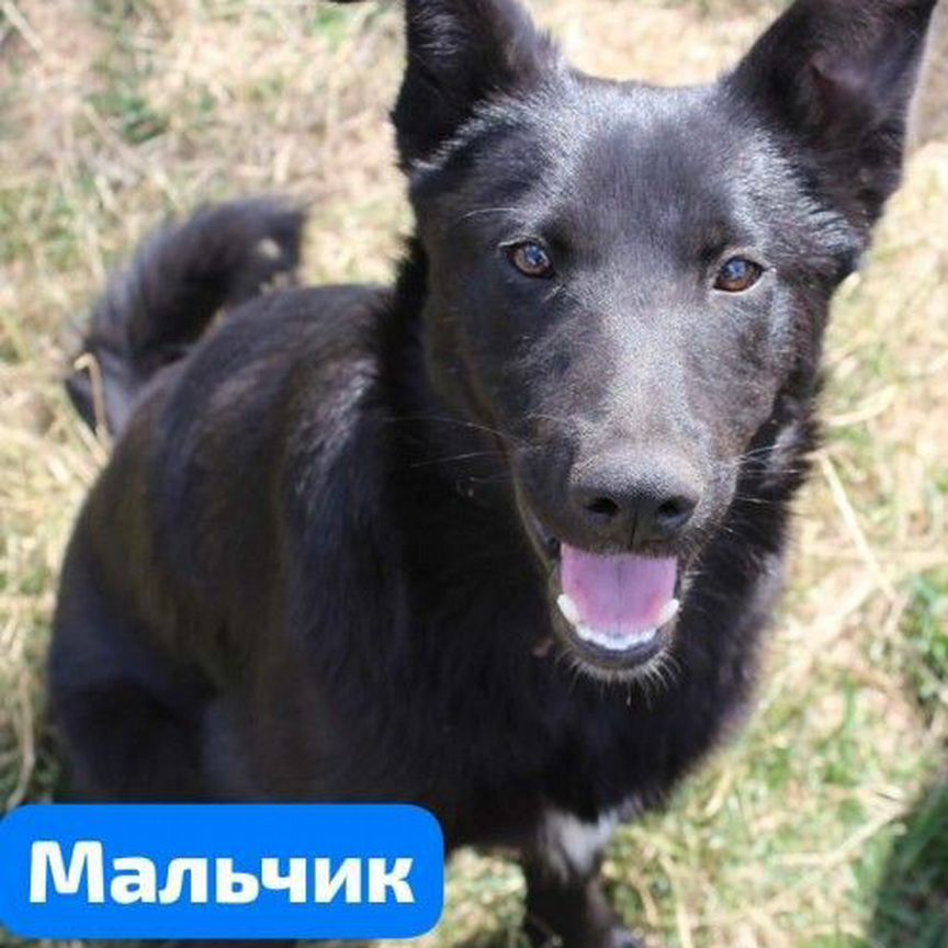 Щенки в добрые руки