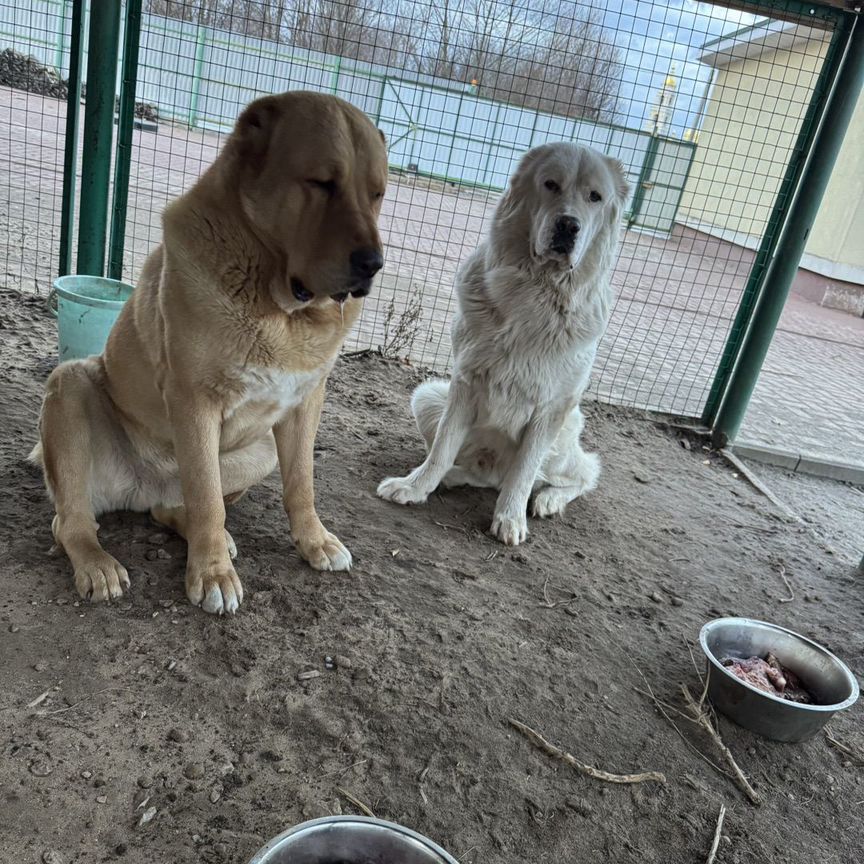 Отдам бесплатно в добрые руки алабая