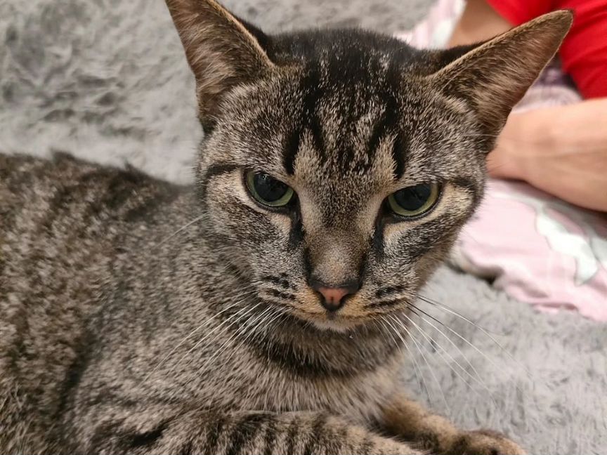 Клеопатре грозит улица