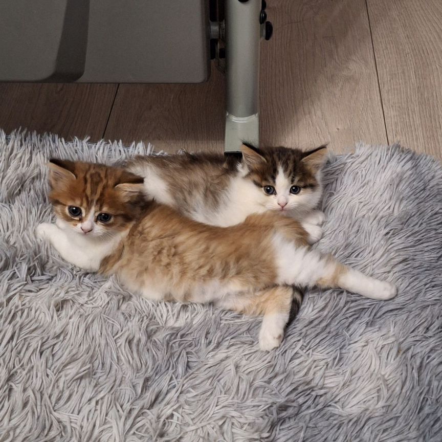 Домашние животные котята