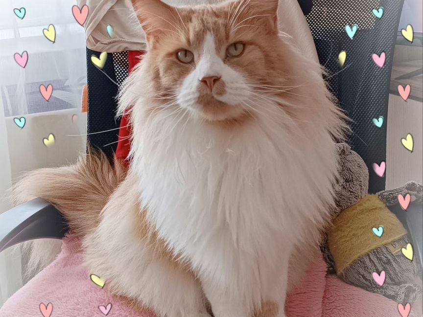 Мейн-кун кот