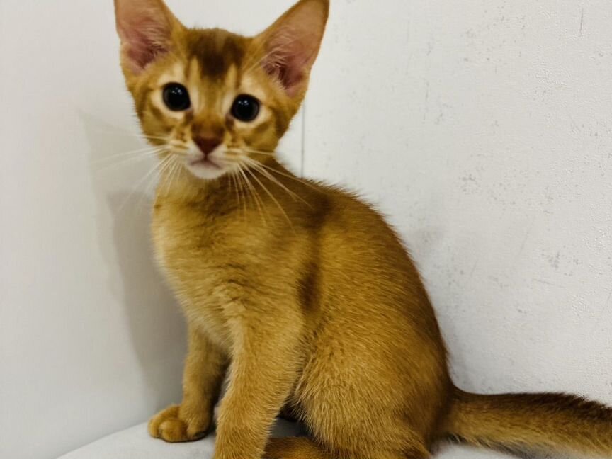 Абиссинский