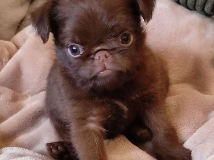 Красотун Цена 100 т. р