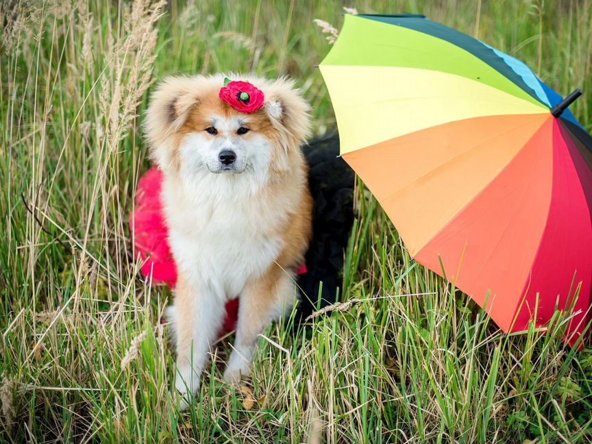 Щенки акита ину