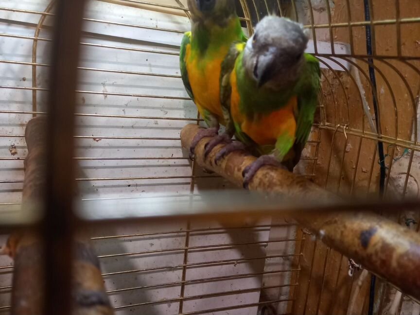 Сенегальские попугаи