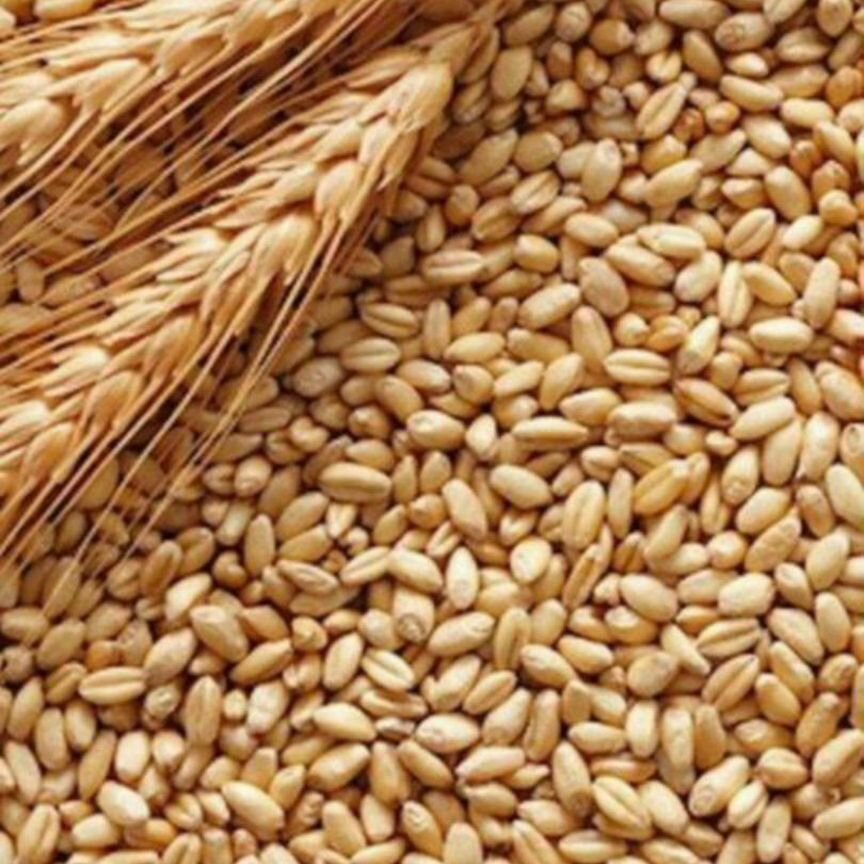 Зерно пшеницы 2 мешка