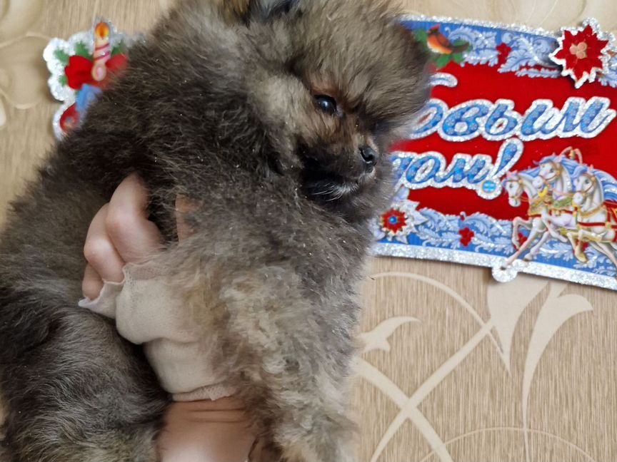 Померанский шпиц медвежьего типа