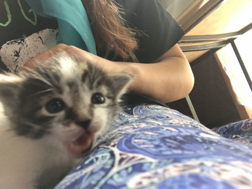 Котенок девочка бесплатно
