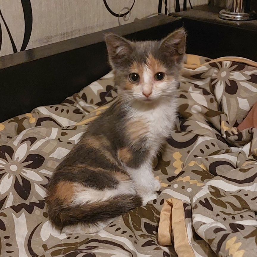Домашние животные котята